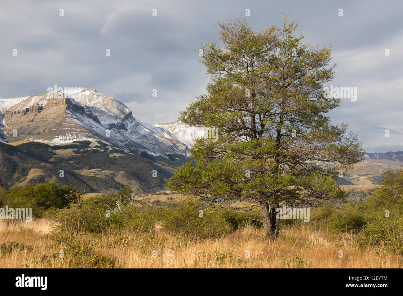 Lenga (Nothofagus pumilio) Torres del Paine National Park, Patagonia ...