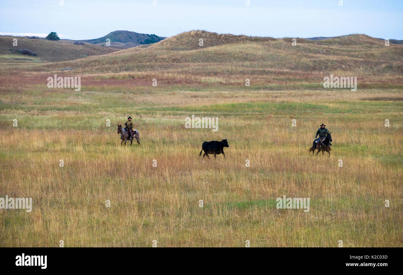 Switzer family herding cattle on horsesback on their ranch, Calamus ...
