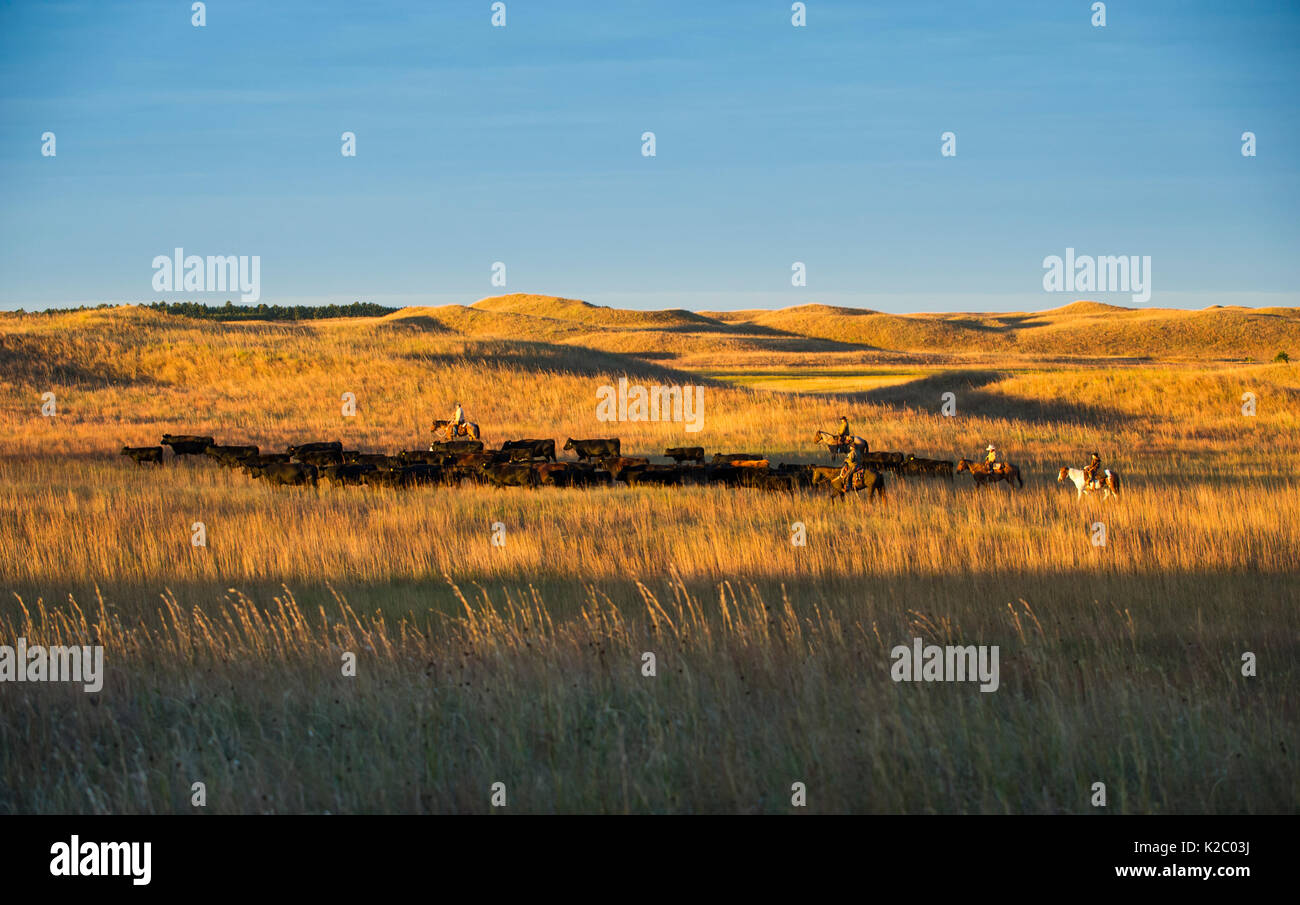North american cattle ranches hi-res stock photography and images - Alamy