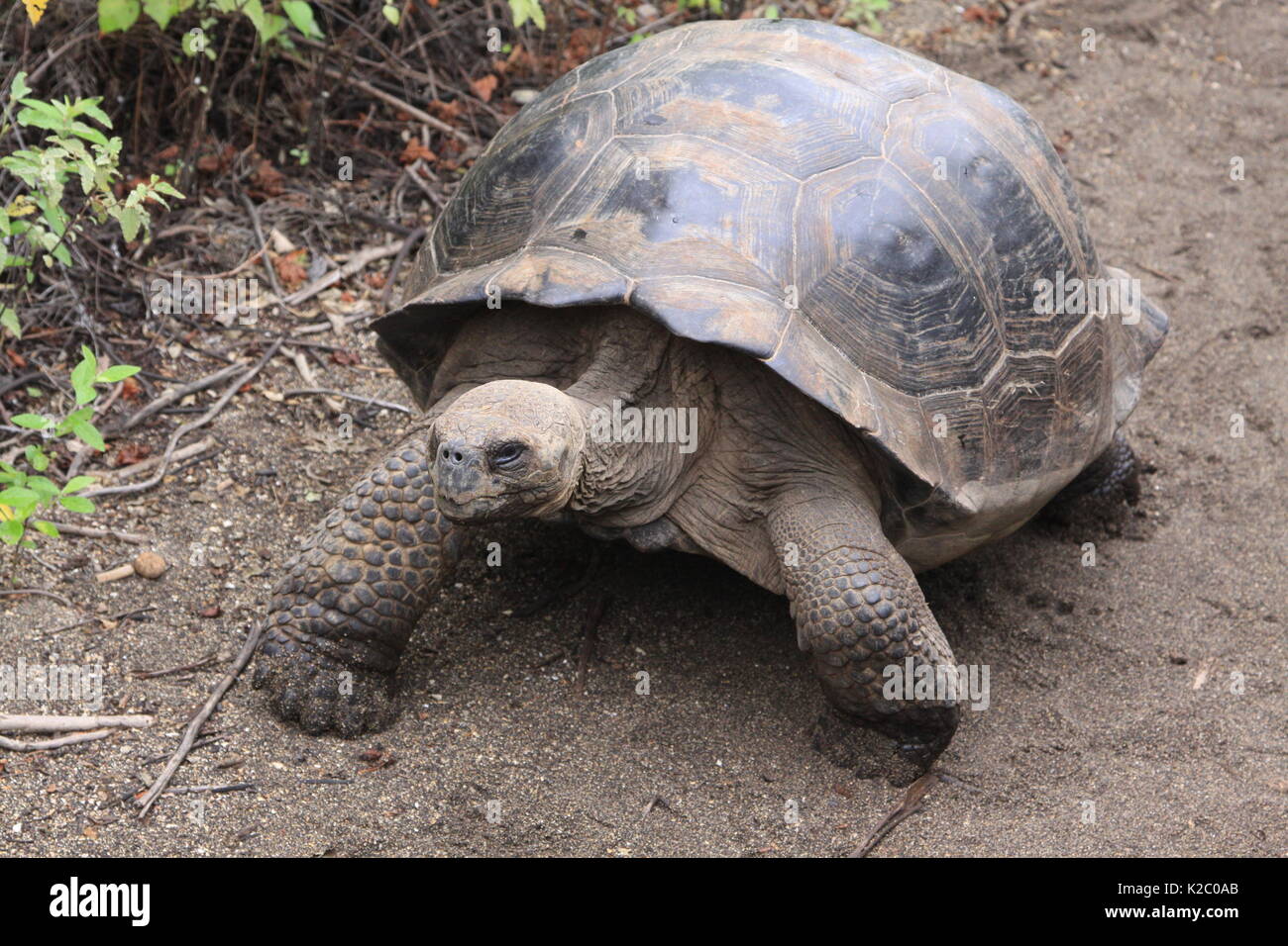 Giant tortoise on Isabela Island, Galapagos Islands Stock Photo - Alamy