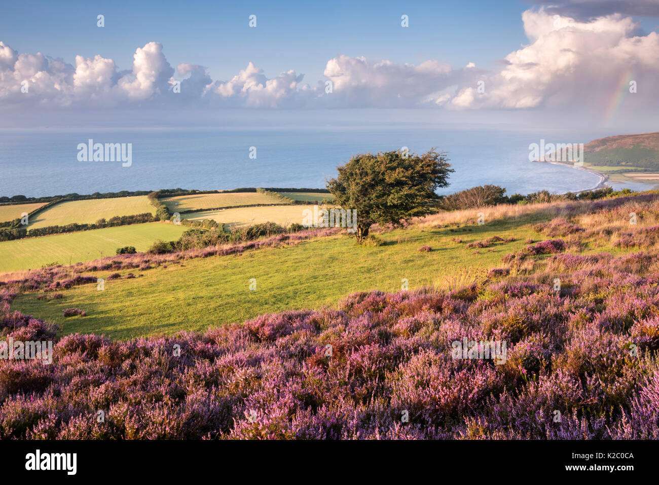 Flowering heather and windswept tree with view overlooking Porlock ...