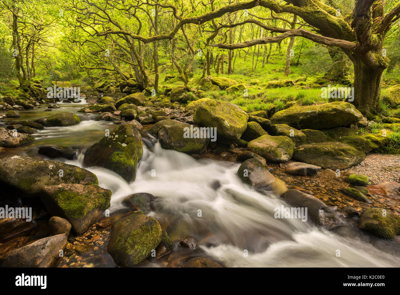 River Plym flowing fast through Dewerstone Wood, Shaugh Prior, Dartmoor ...