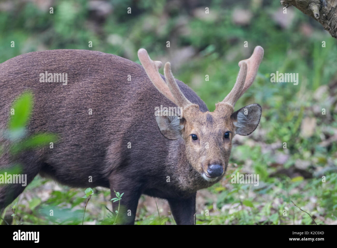 Indian hog deer hi-res stock photography and images - Alamy