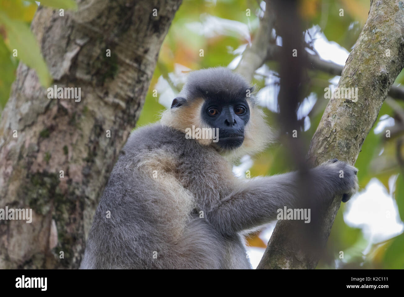 The capped langur (Trachypithecus pileatus) on a tree in Kaziranga ...