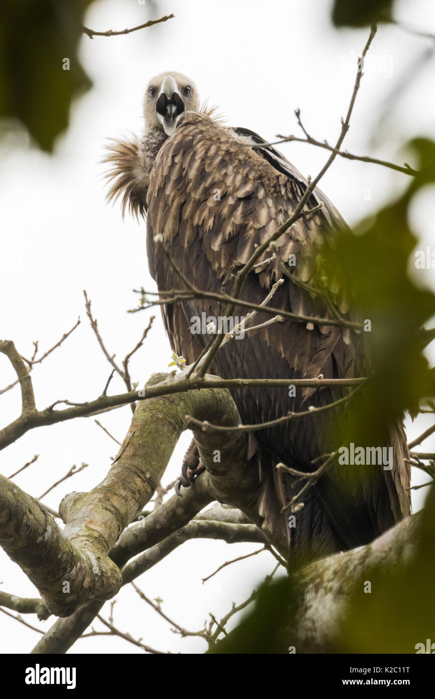 Himalayan Griffon vulture (Gyps himalayensis) yawning with open mouth ...