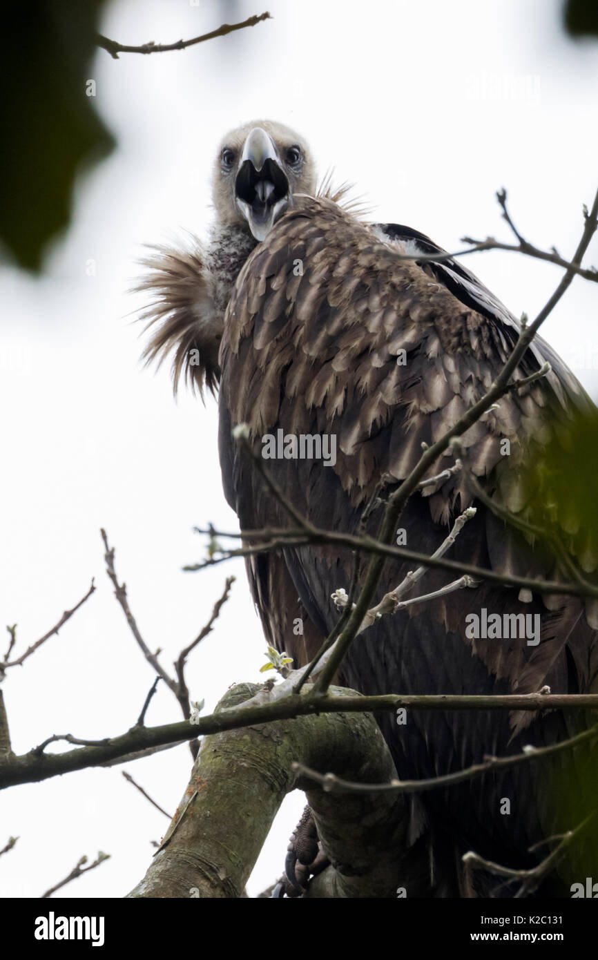 Himalayan Griffon vulture (Gyps himalayensis) yawning with open mouth ...