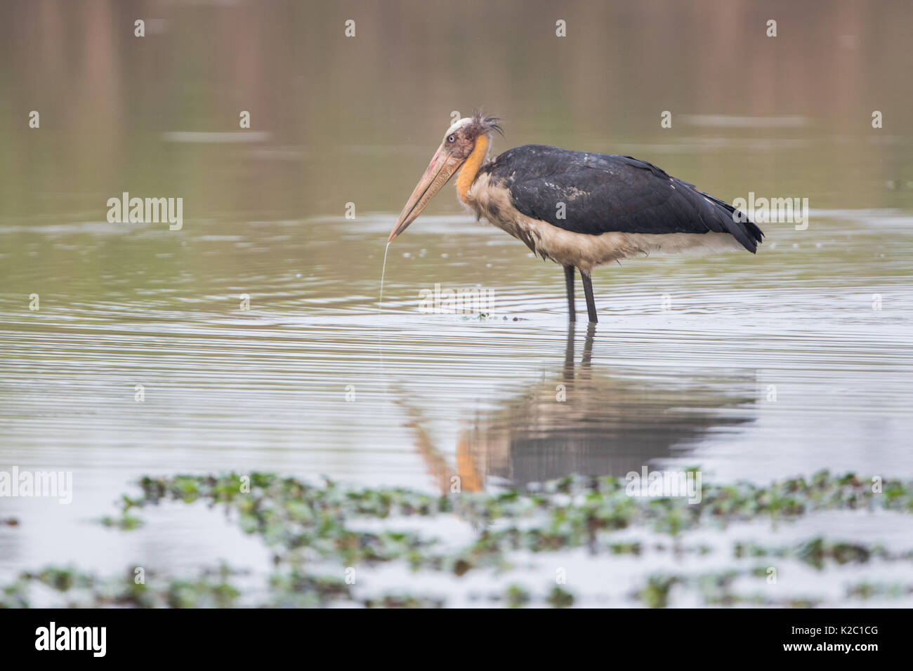 Birding assam hi-res stock photography and images - Alamy