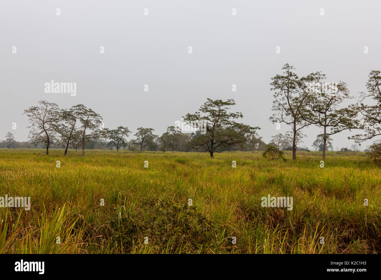 Cotton tree and landscape of Kaziranga National Park, Assam, India ...