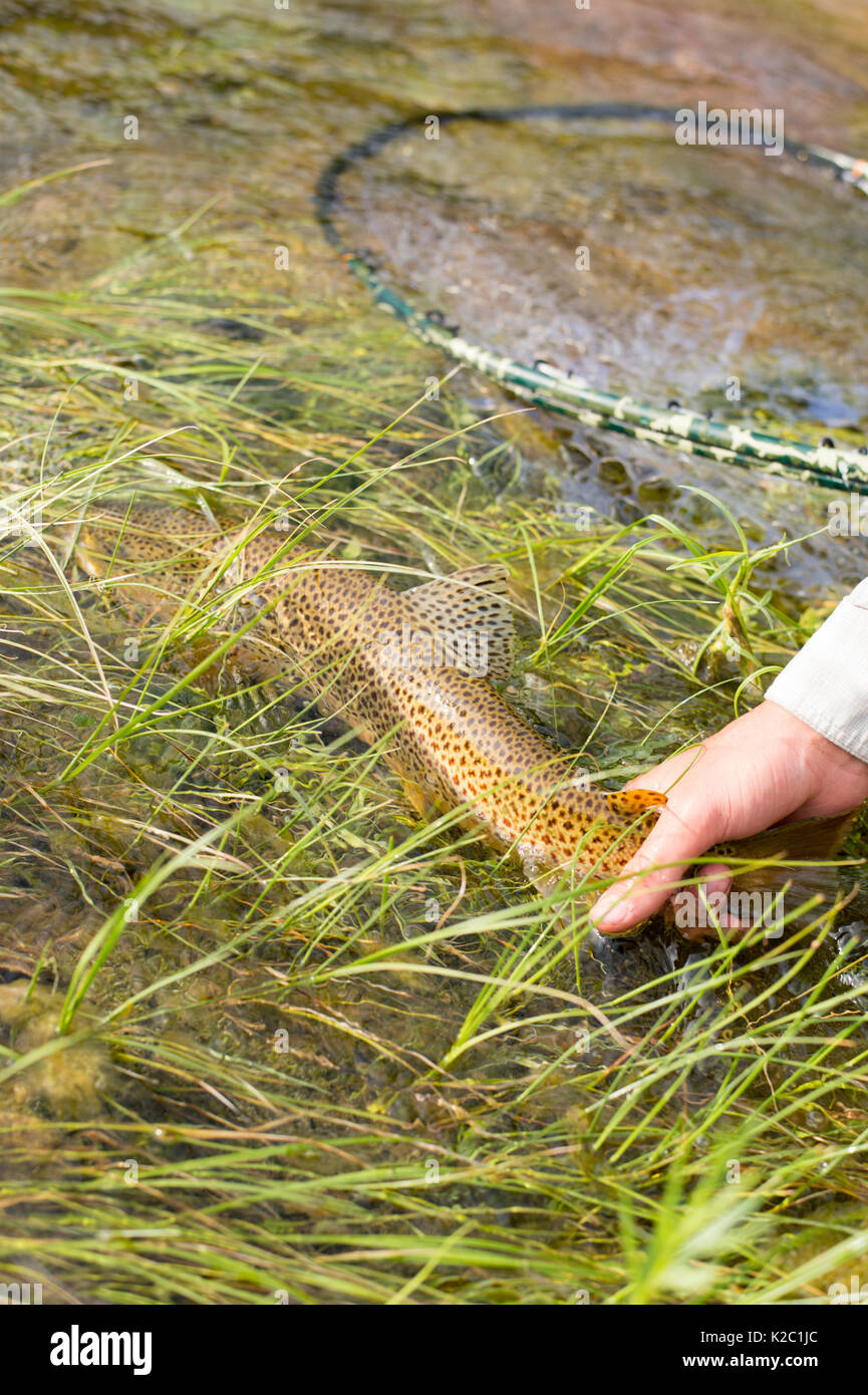 Releasing fish into a river hi-res stock photography and images - Alamy