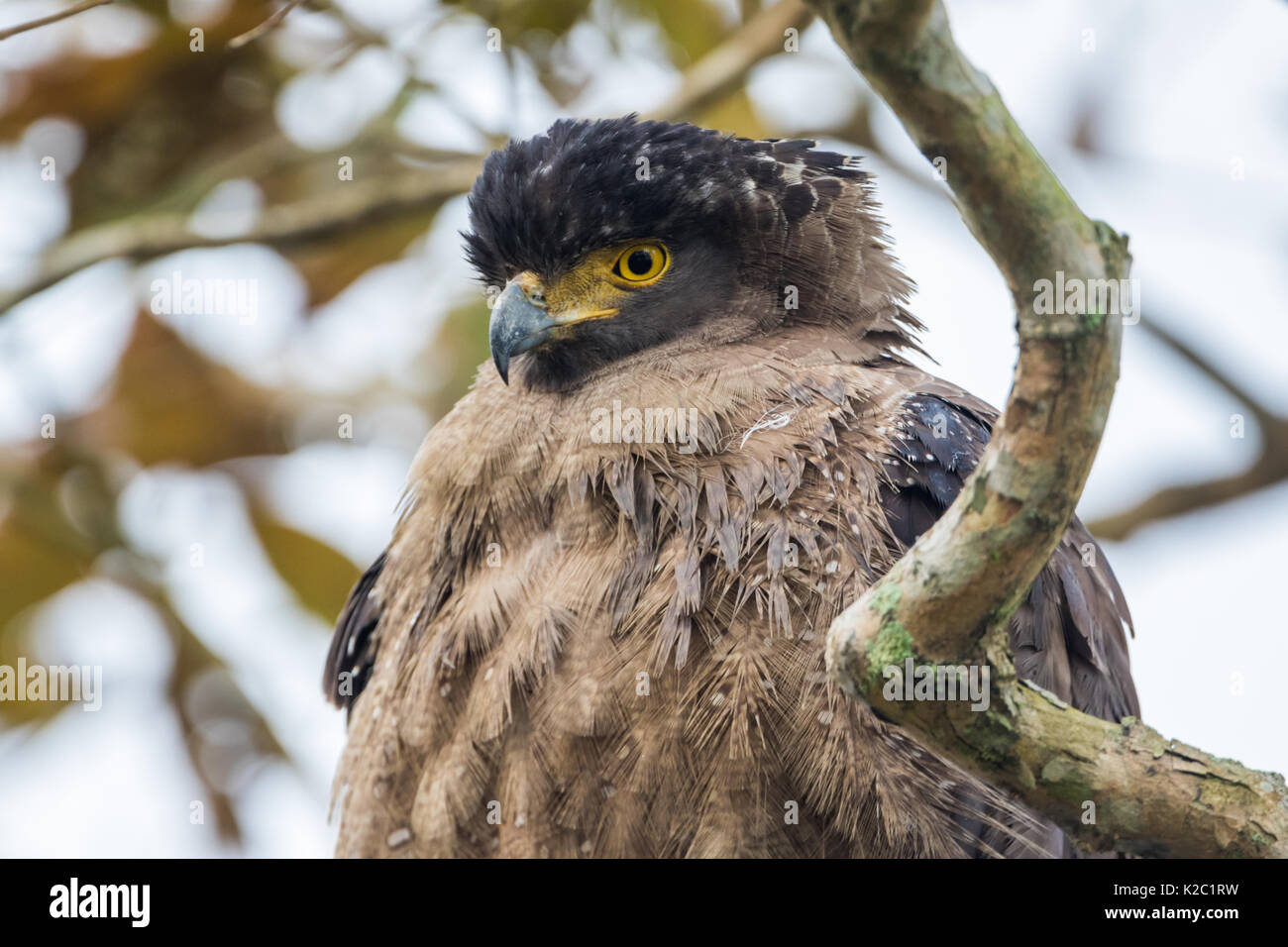 Jeep eagle hi-res stock photography and images - Alamy
