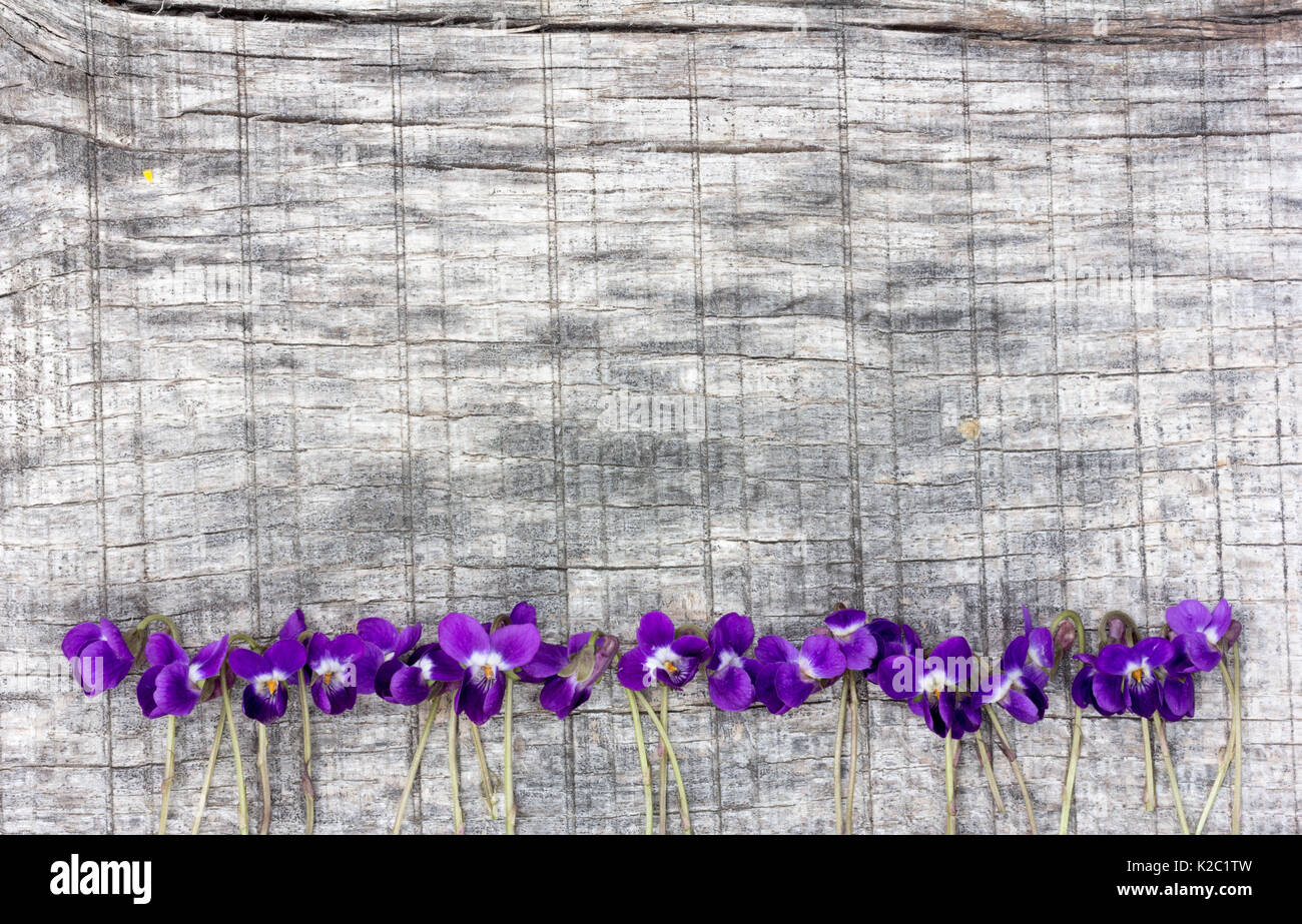 little flowers violets lined in a row on the old gray board in the ...