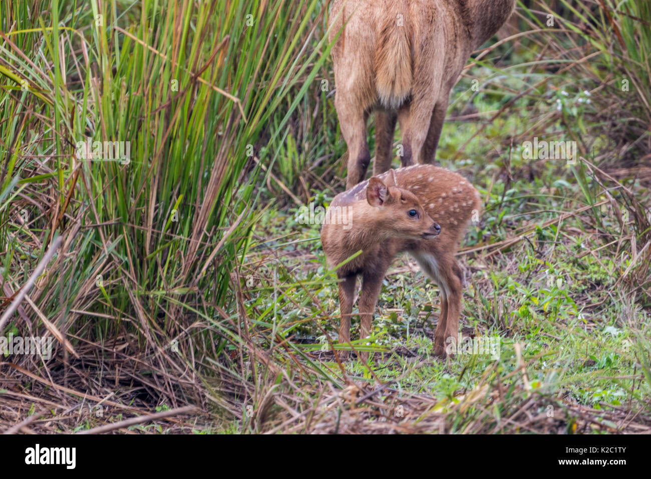 Indian hog deer hi-res stock photography and images - Alamy