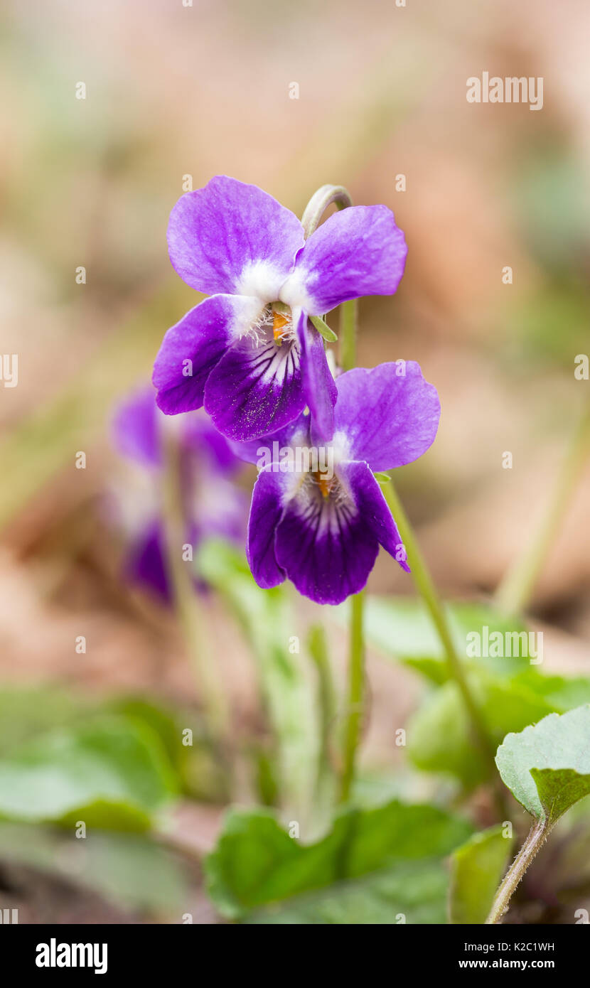Viola vulgaris hi-res stock photography and images - Alamy