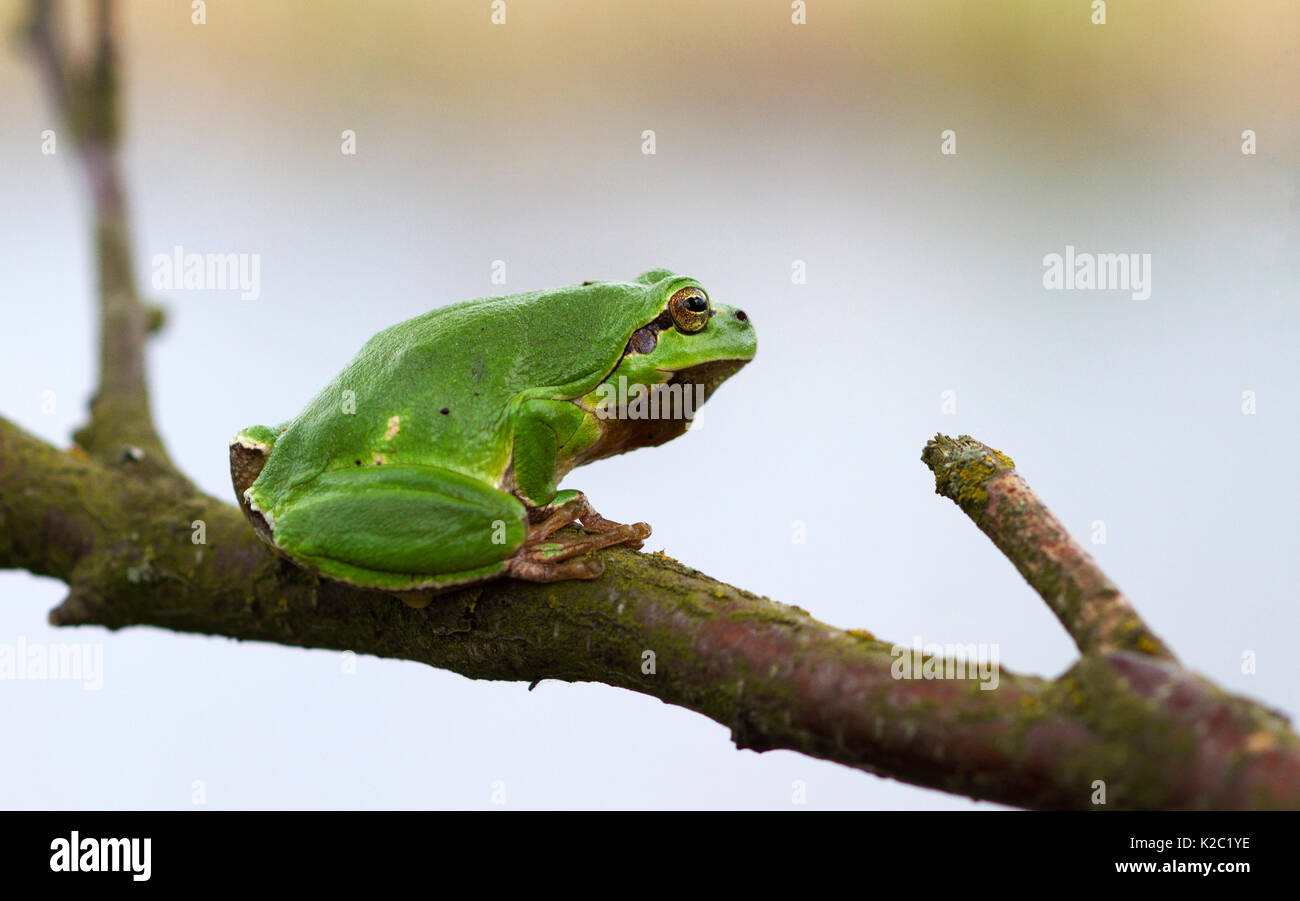 A thoughtful leaf frog Stock Photo - Alamy