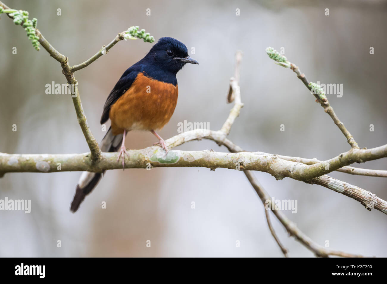 Copsychus malabaricus hi-res stock photography and images - Alamy
