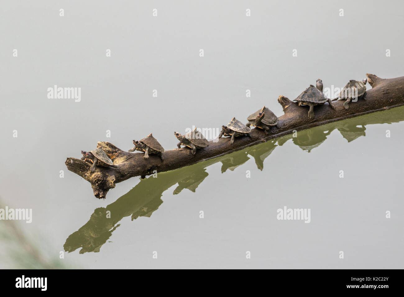 The Assam roofed turtle (Pangshura sylhetensis) also known as Sylhet ...