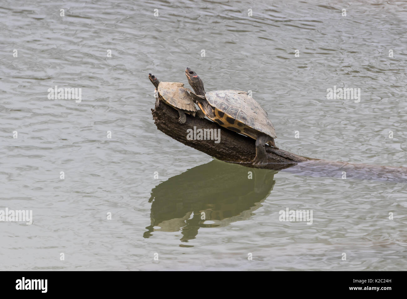 Pangshura sylhetensis hi-res stock photography and images - Alamy