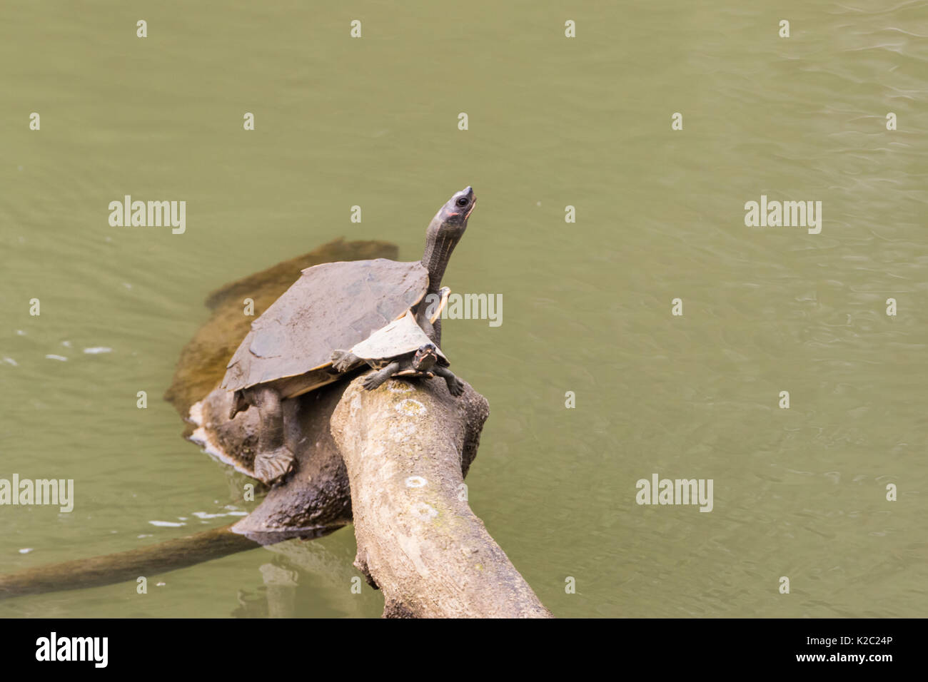 The Assam roofed turtle (Pangshura sylhetensis) also known as Sylhet ...