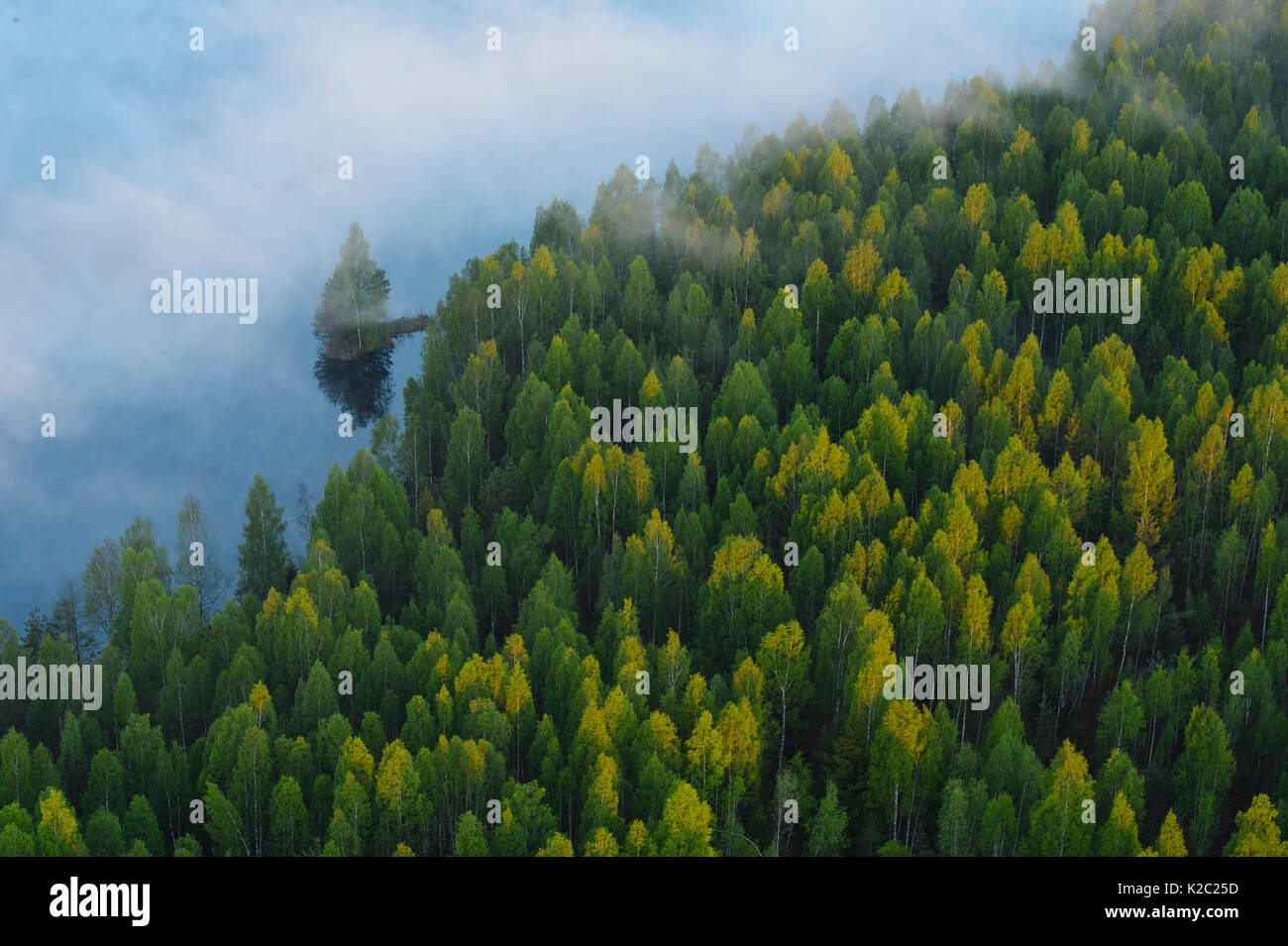 Baltic birch trees hi-res stock photography and images - Alamy