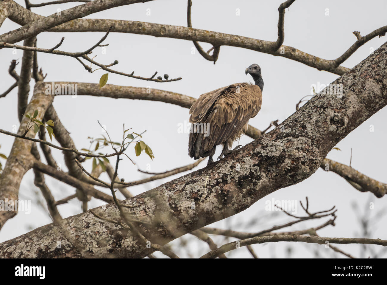 Himalayan Griffon vulture (Gyps himalayensis) yawning with open mouth ...