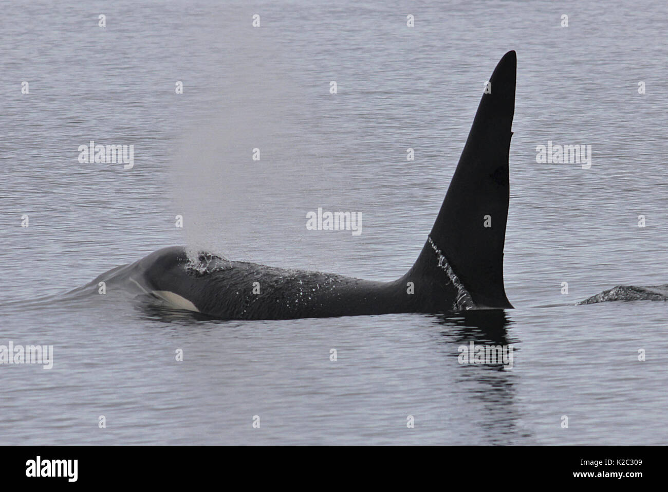 Northern Resident adult male orca killer whale surfacing near Vancouver ...