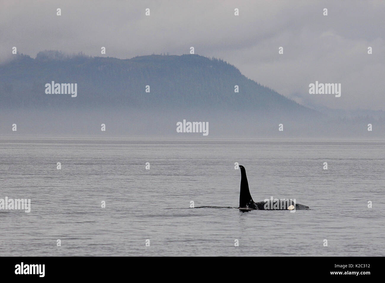 Northern Resident orca killer whale surfacing in front of mountains ...