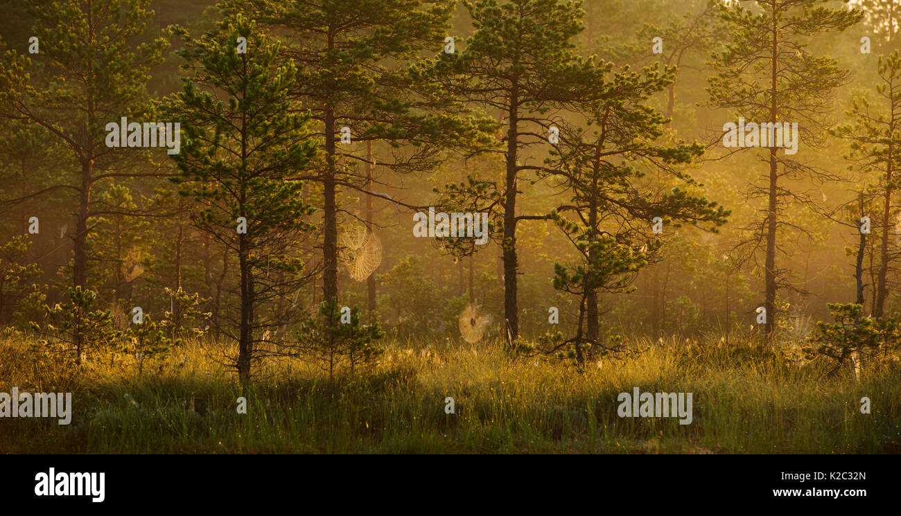 Mist and dew covered spider webs in golden sunrise light, in bog with ...