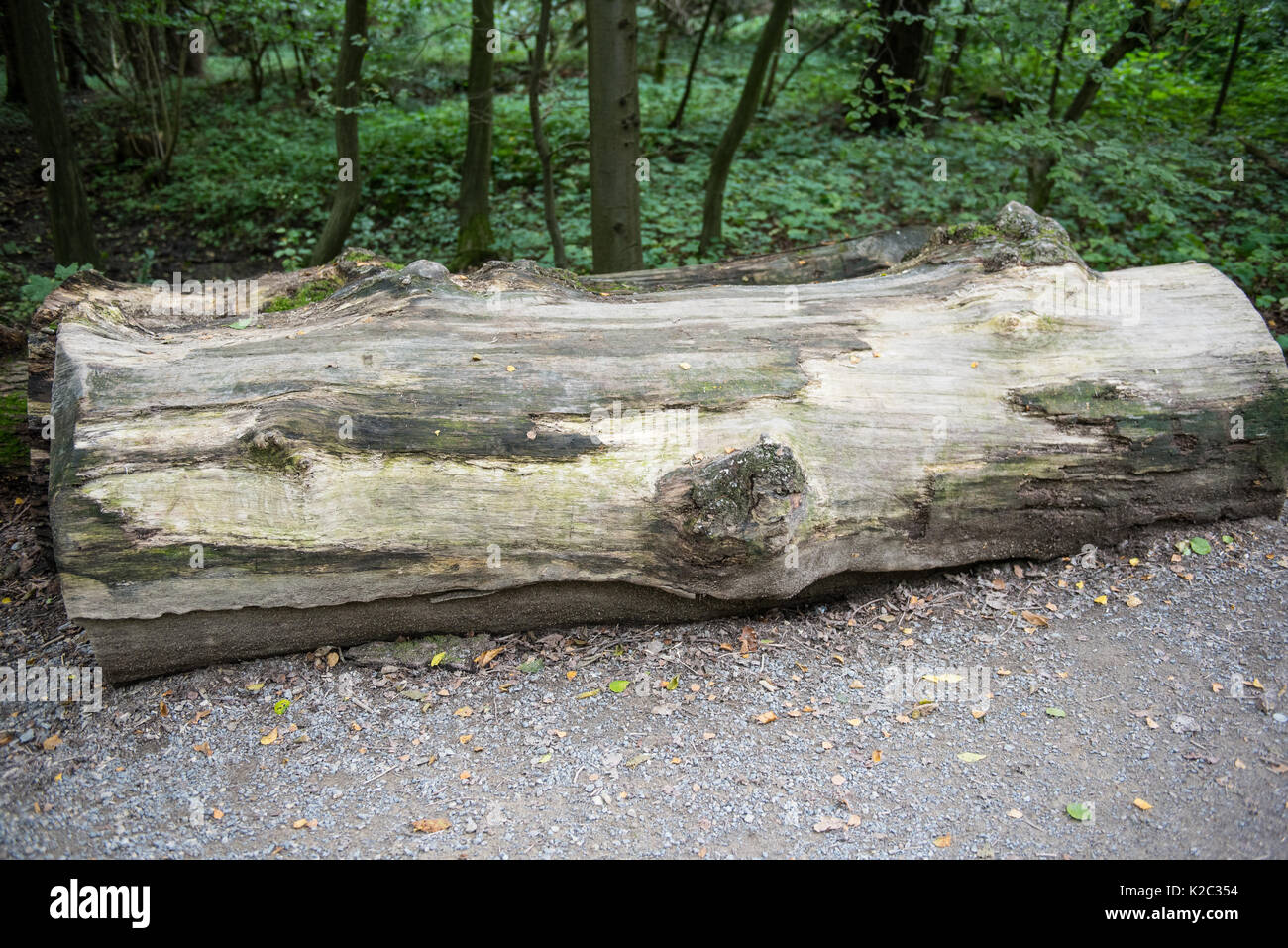 With and without bark hi-res stock photography and images - Alamy