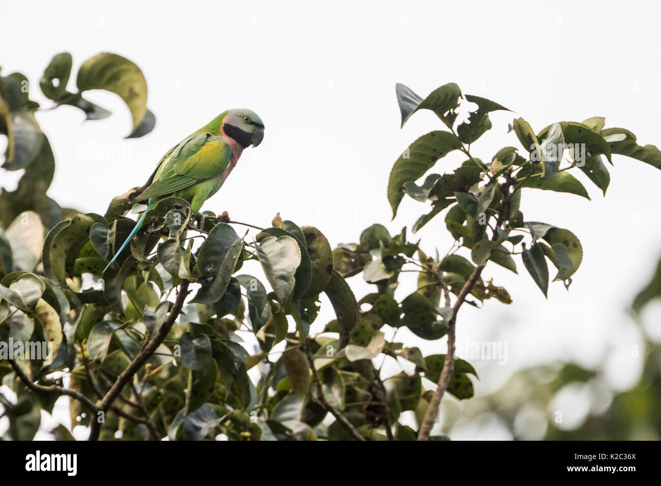 The red breasted parakeet (Psittacula alexandri) feeding on cotton tree ...