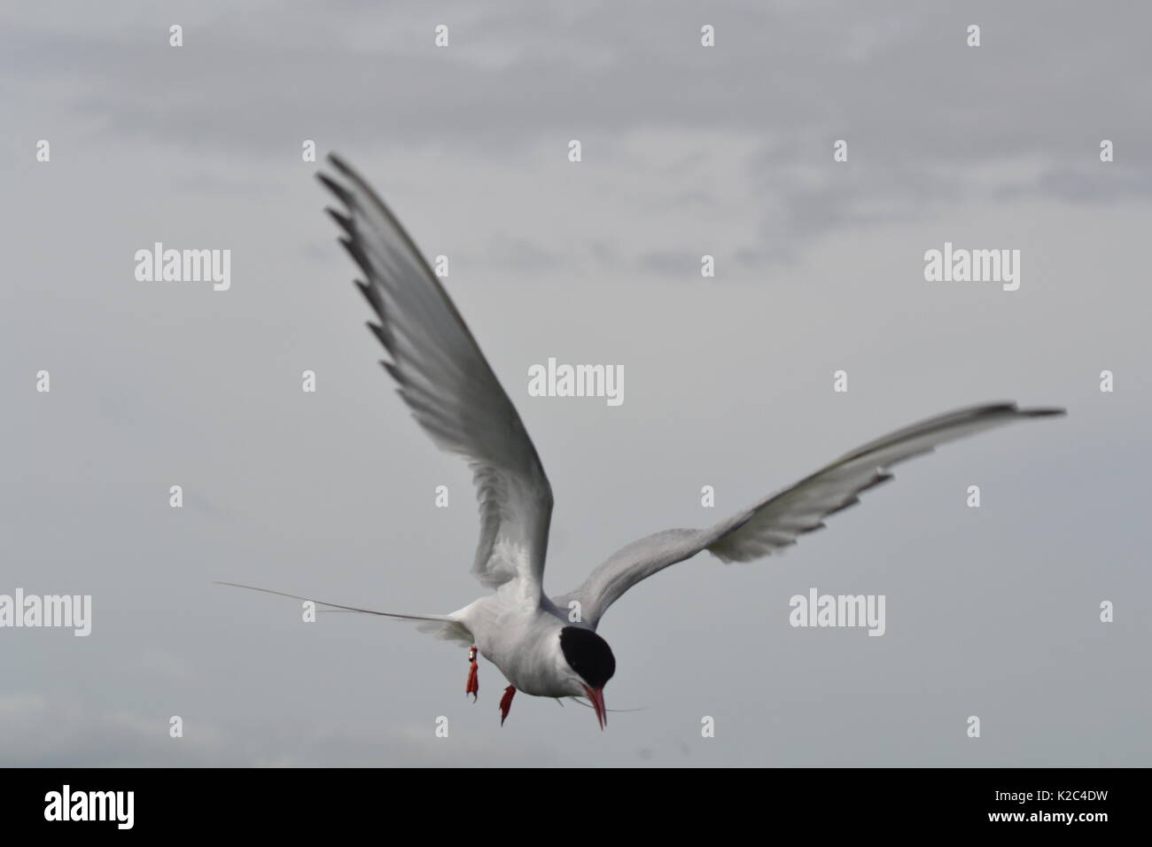 Arctic tern in flight Stock Photo - Alamy