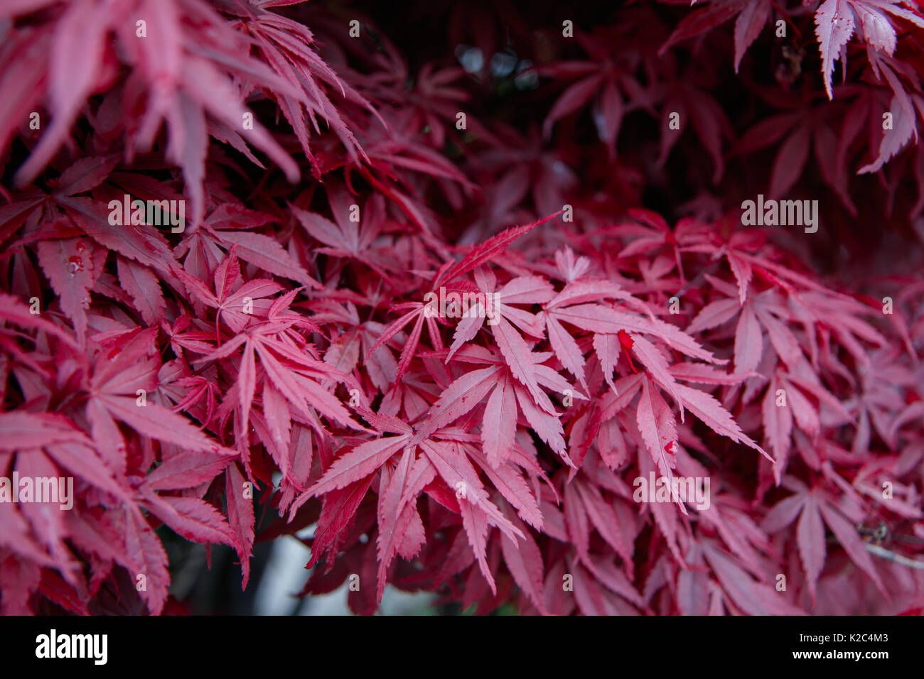 Dark red japanese maple tree hi-res stock photography and images - Alamy