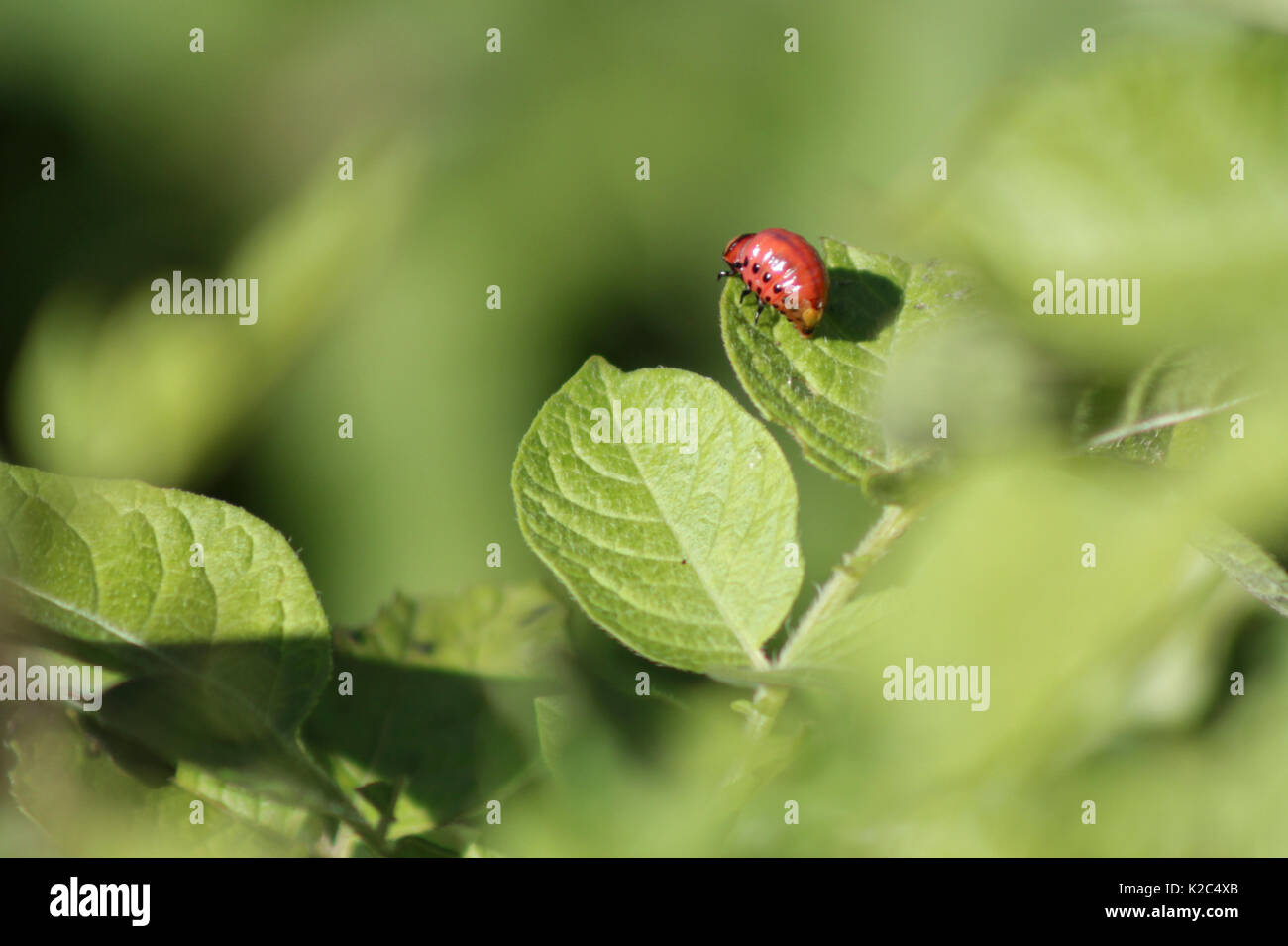 The red colorado beetle's larva on leaf of green plant Stock Photo - Alamy