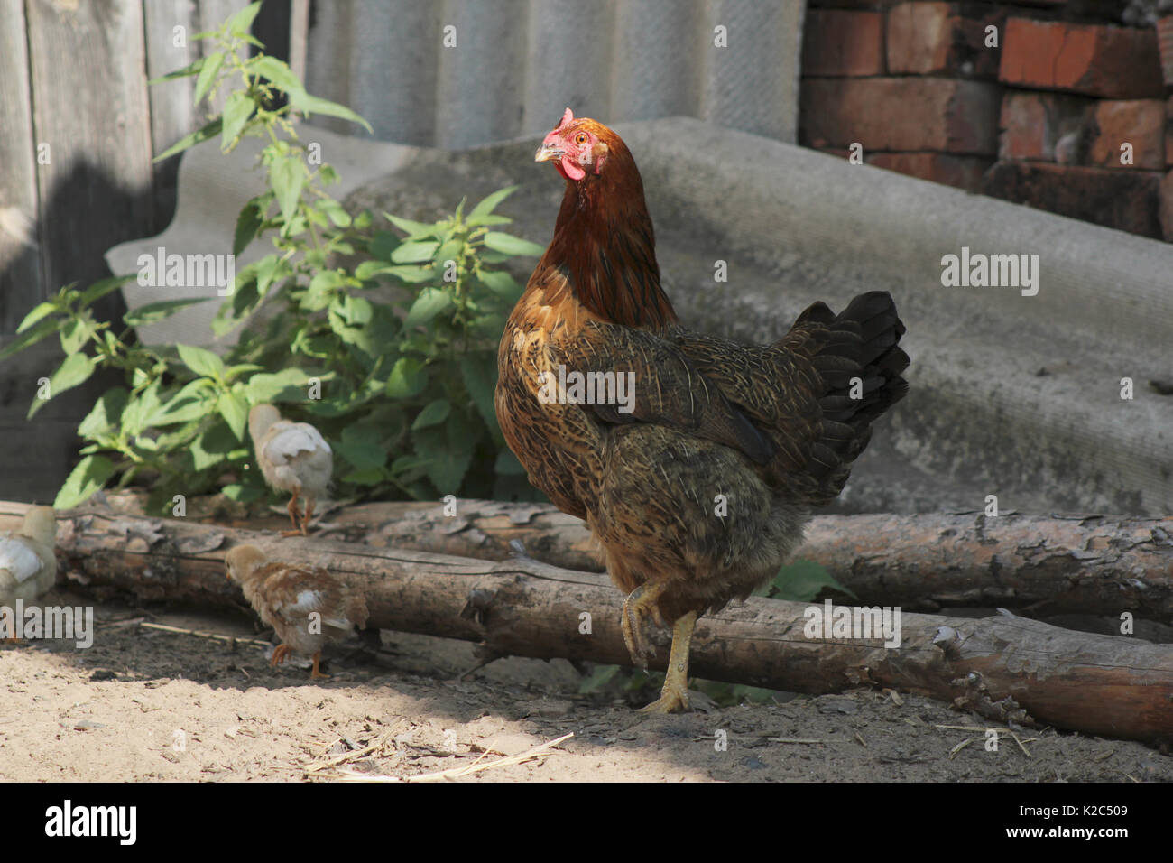 Chicken and hen in country yard - agricultural farm Stock Photo - Alamy