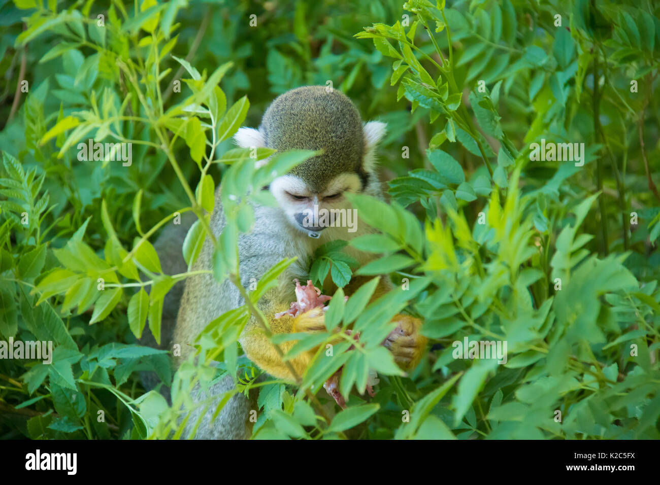 Monkey hand hi-res stock photography and images - Alamy