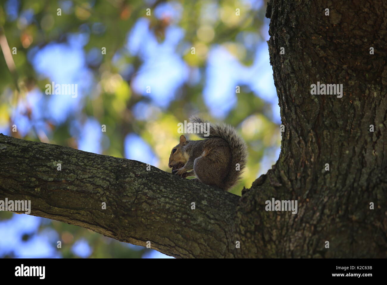 Eastern gray squirrel Stock Photo - Alamy