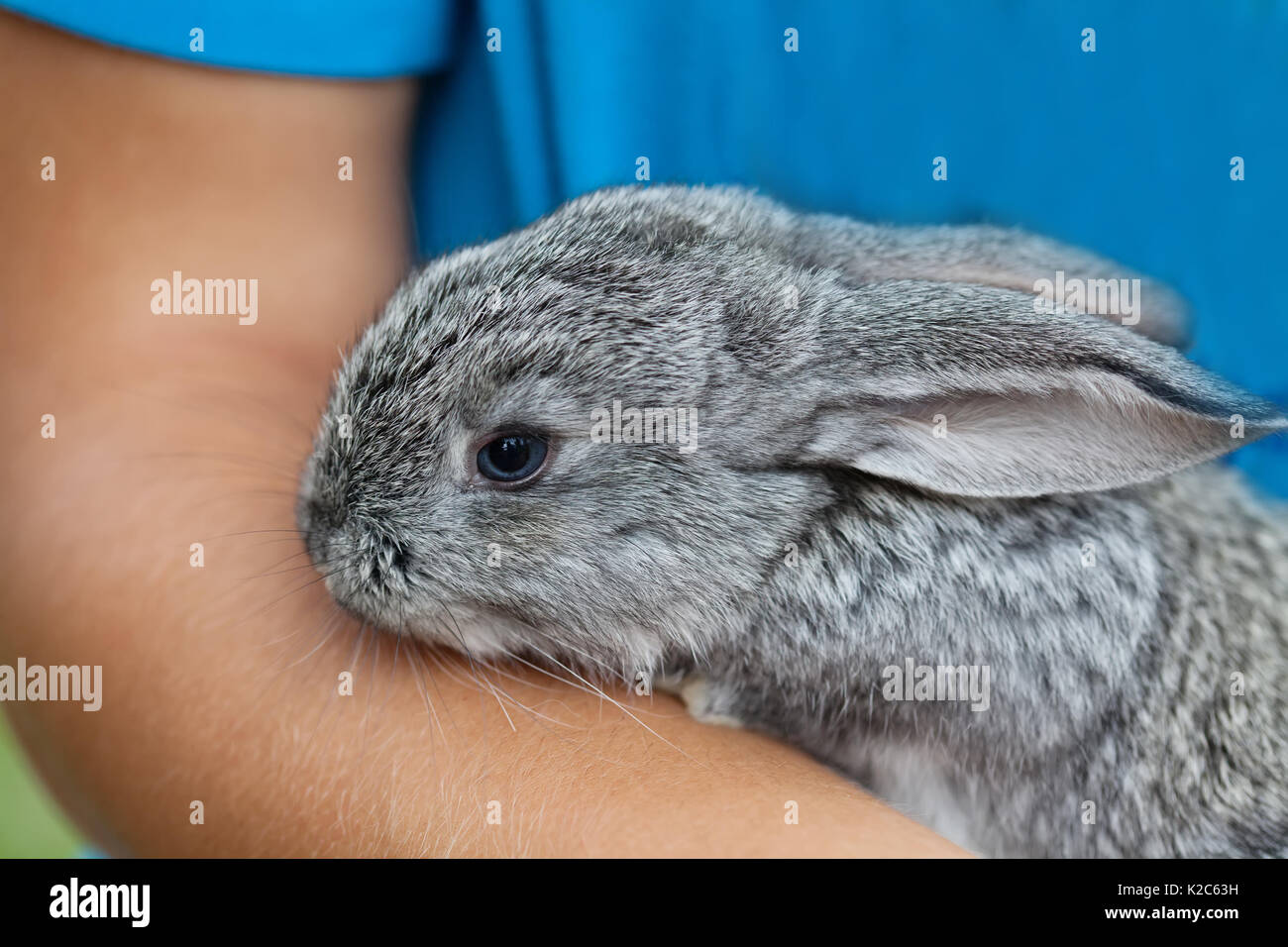 Rabbit skin hi-res stock photography and images - Alamy