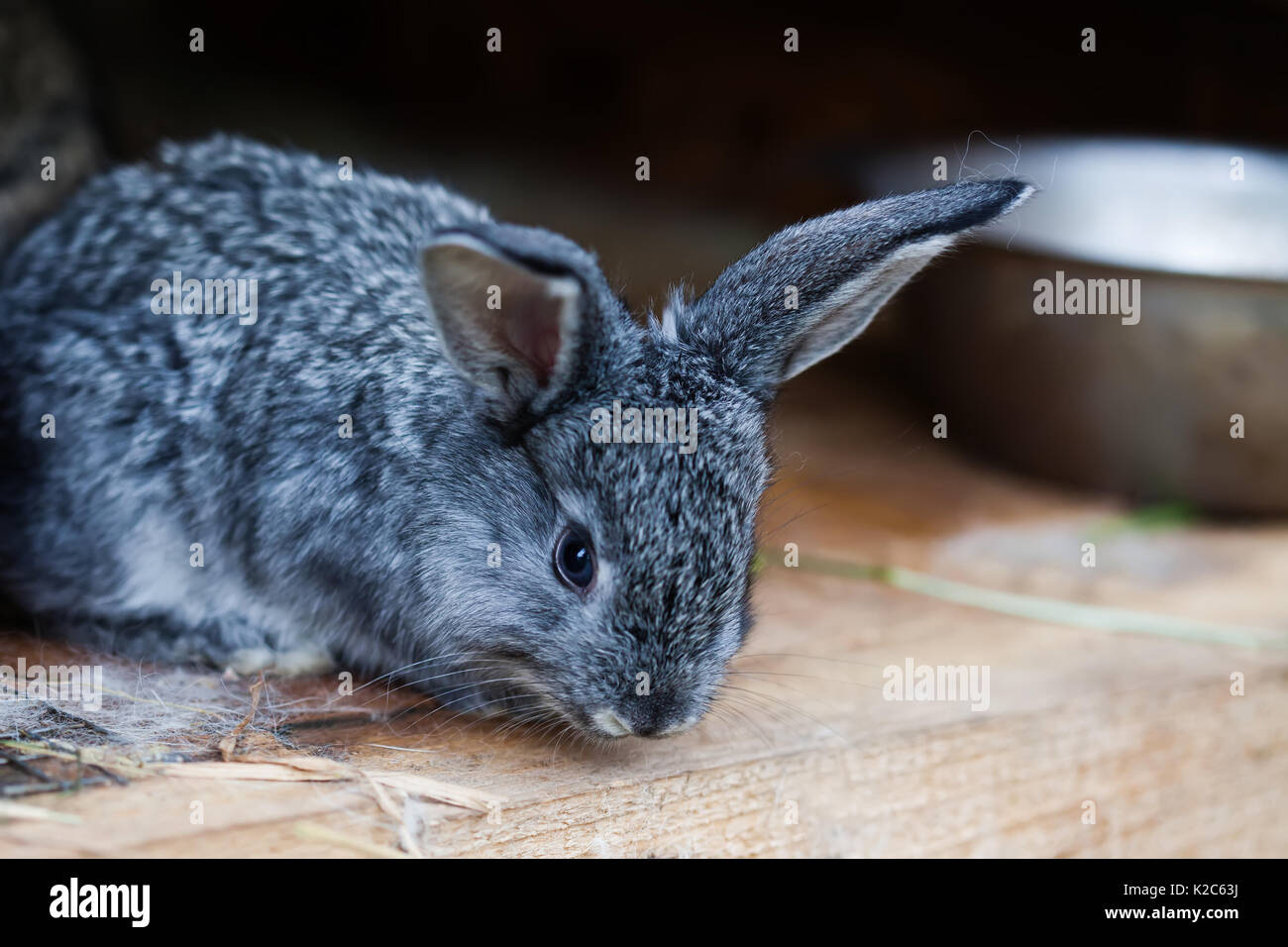 Adorable bunny hi-res stock photography and images - Alamy