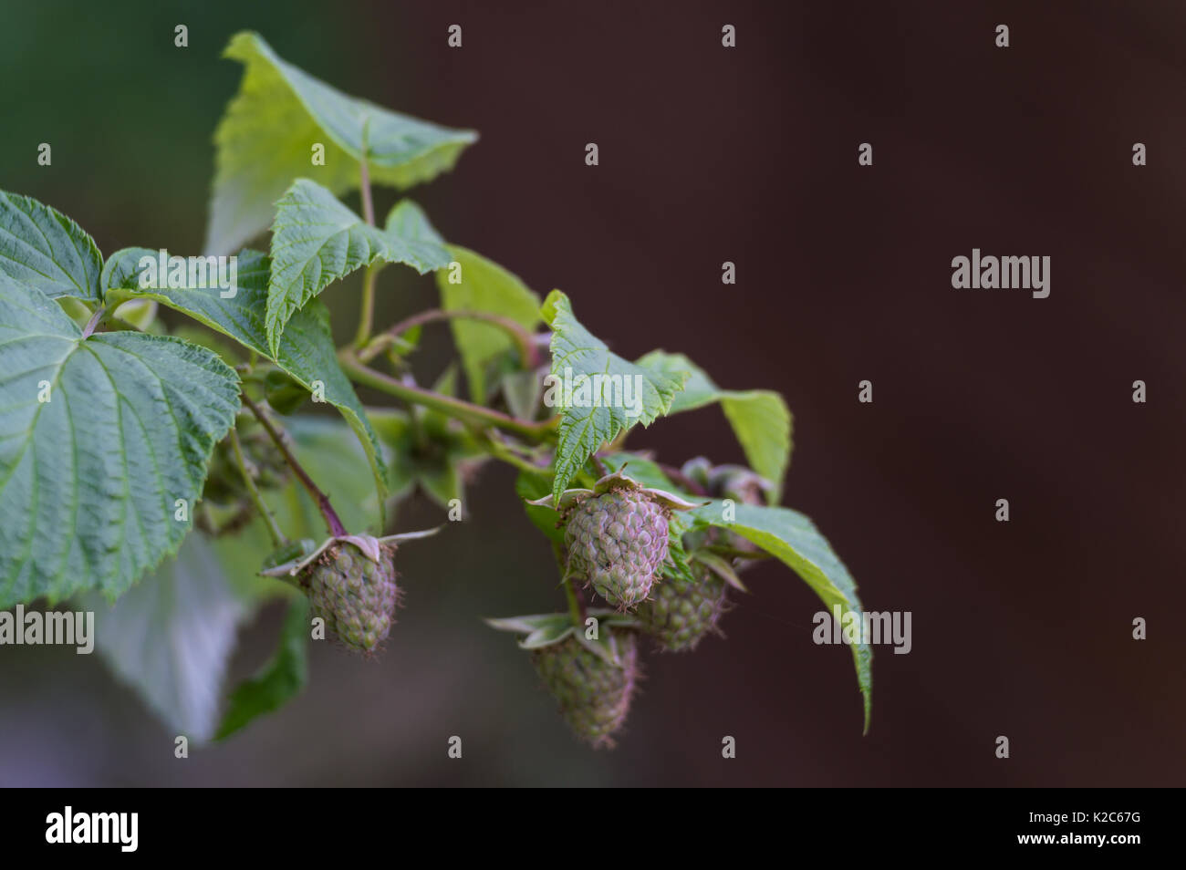 Green raspberry at plant with some leaf Stock Photo - Alamy