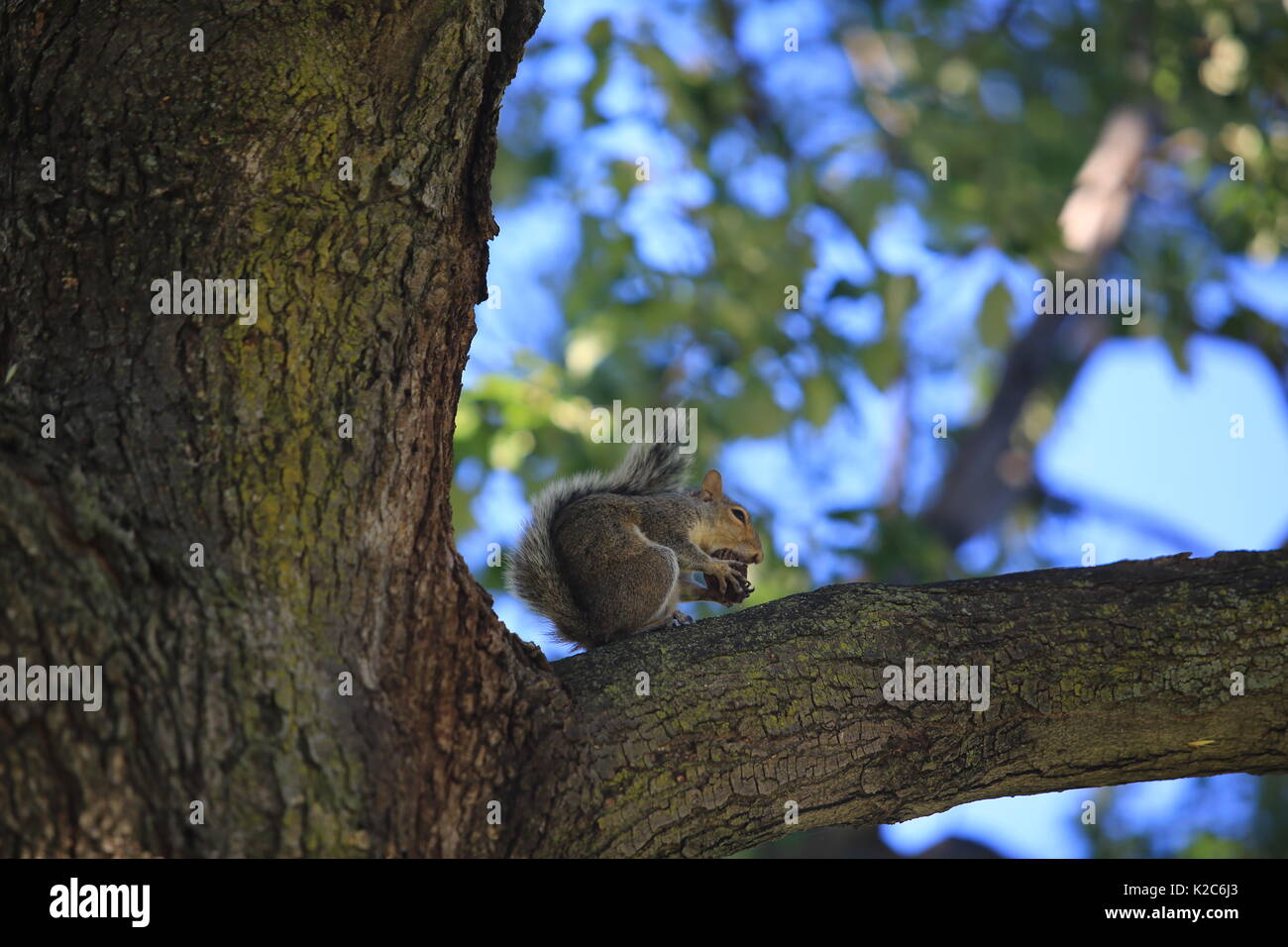 Eastern gray squirrel Stock Photo - Alamy
