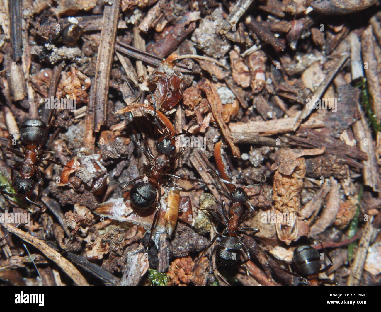 Ants building an anthill. Colony insects. Macro. Red forest ants Stock ...