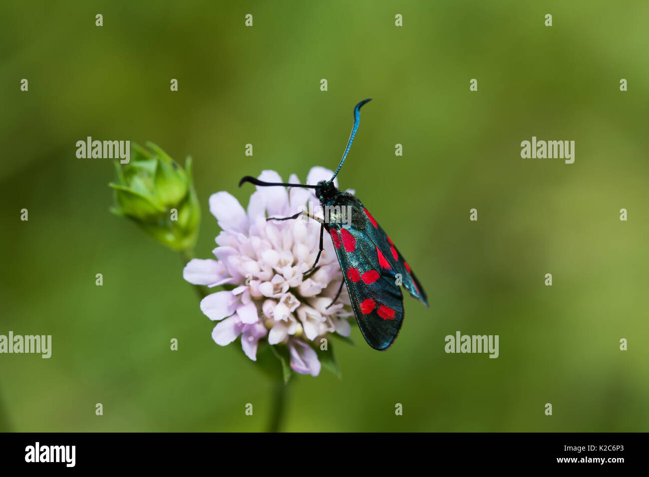 Spot The Insect High Resolution Stock Photography and Images - Alamy