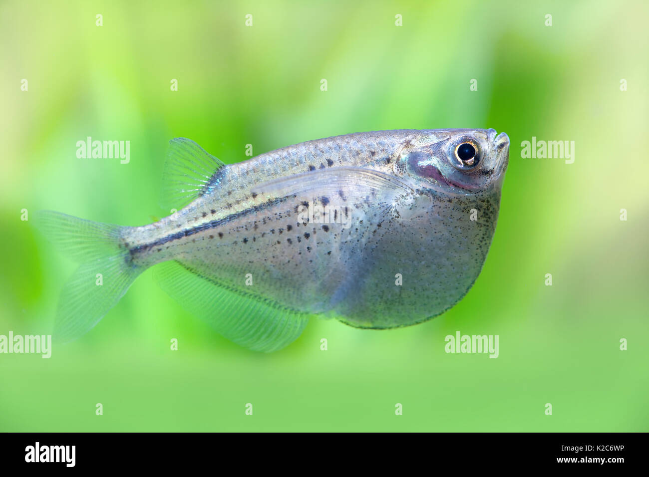 Deep see hatchetfish hi-res stock photography and images - Alamy