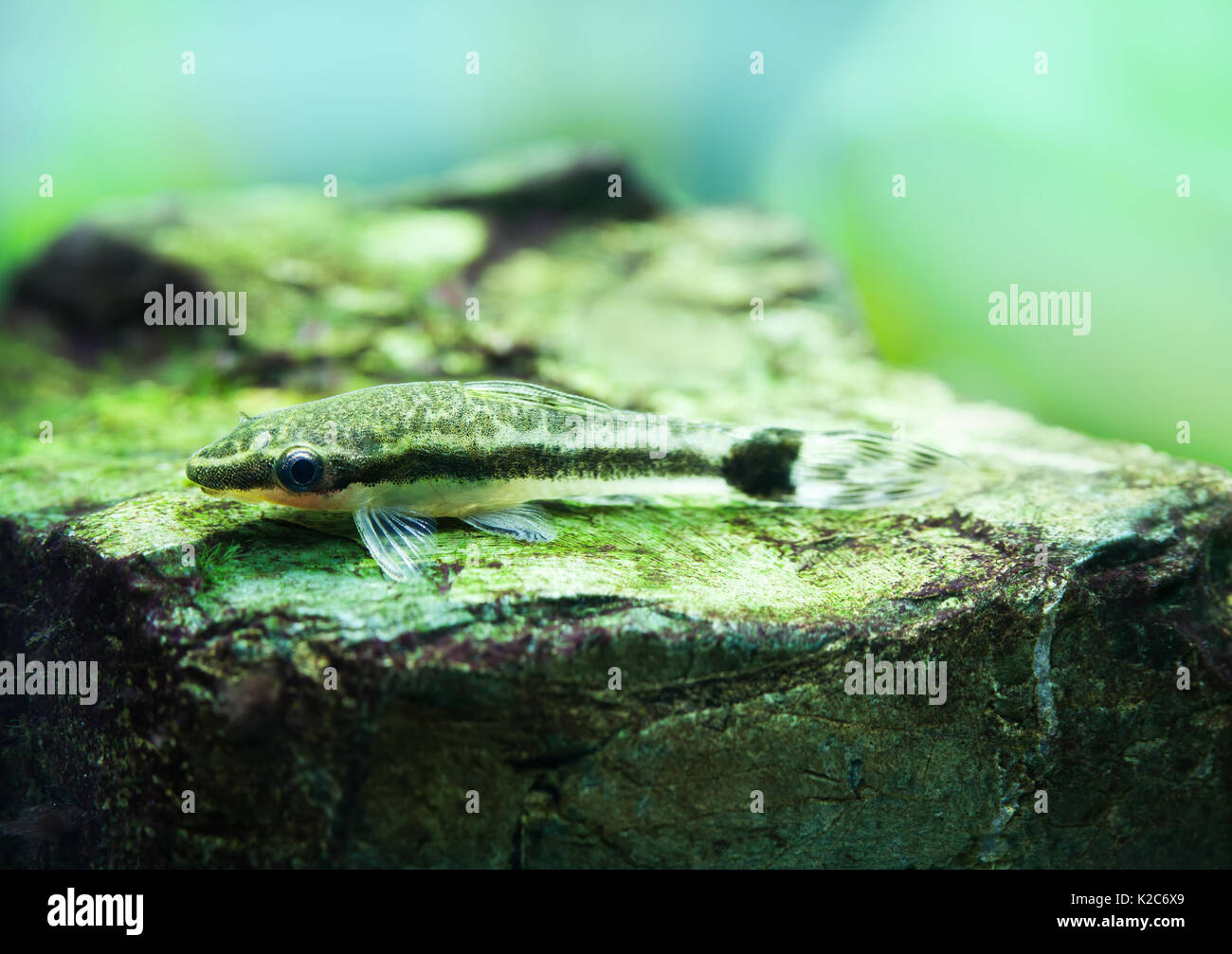 Catfish aquarium hi-res stock photography and images - Alamy