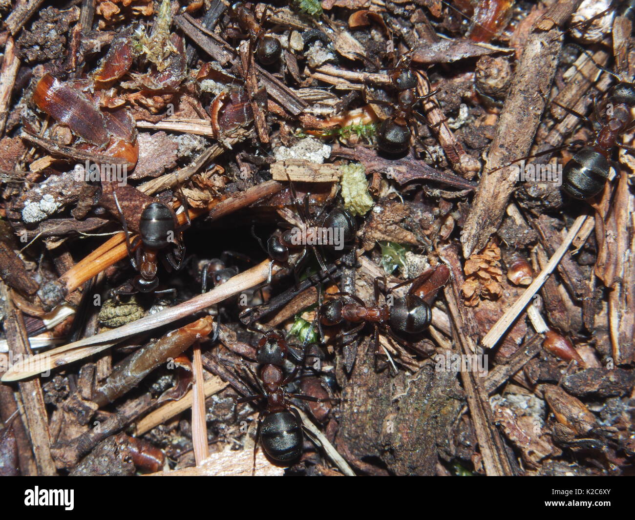 Ants building an anthill. Colony insects. Macro. Red forest ants Stock ...