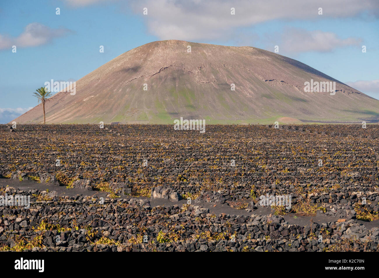 Grapes thrive in the ashy soil, and the island's relatively high slopes ...