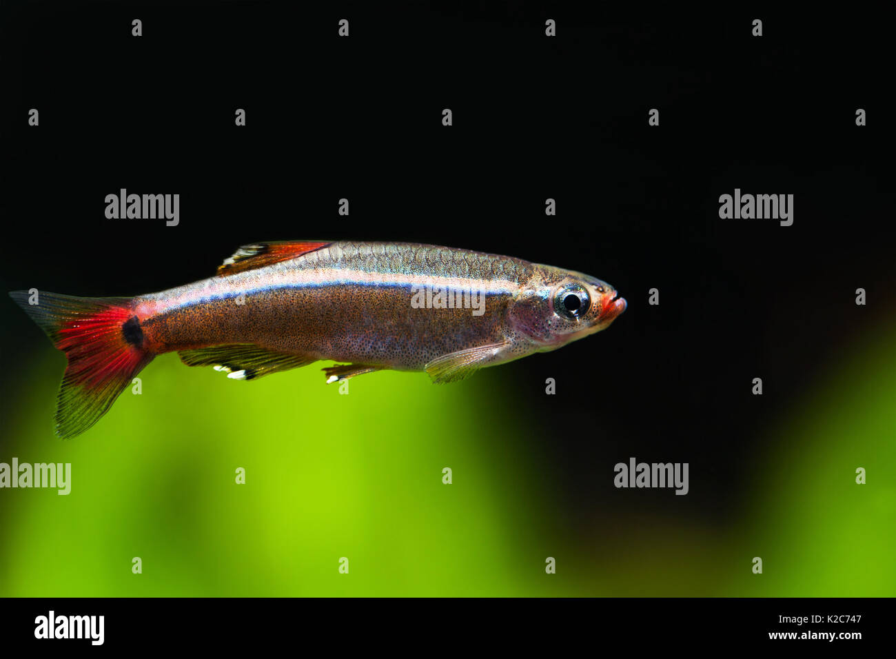 Danio swimming in aquarium hi-res stock photography and images - Alamy