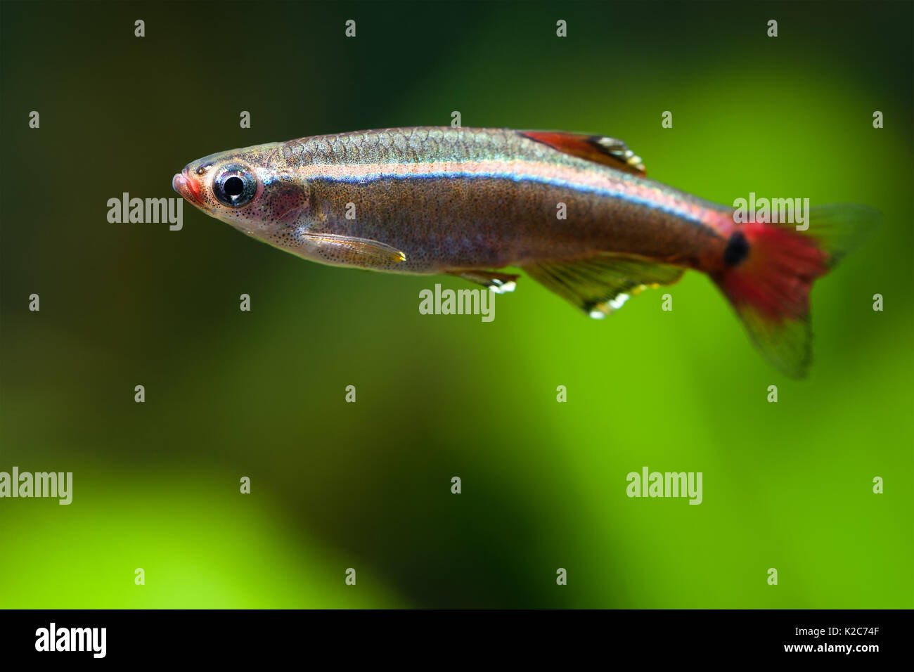 White cloud fish hi-res stock photography and images - Alamy