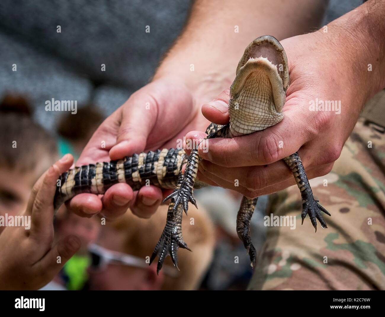 A child touches the tail of a juvenile American alligator during the ...