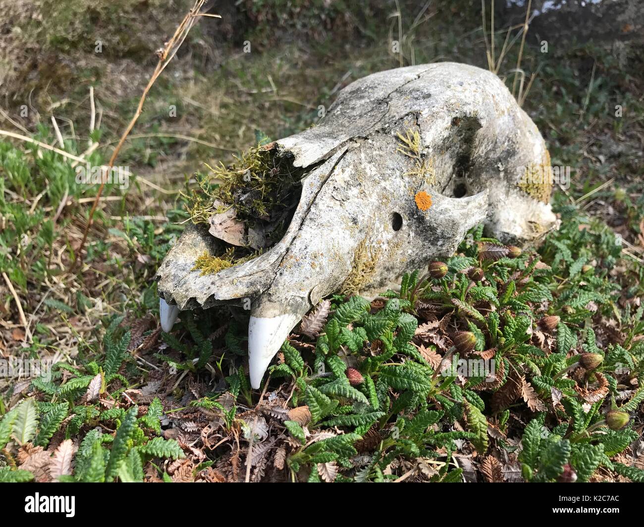 A decomposing bear skull sits on the tundra floor near the Utukok River ...