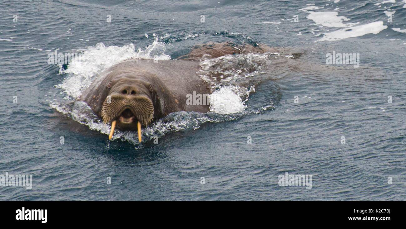 A Pacific walrus follows the U.S. Coast Guard Juniper-class seagoing ...